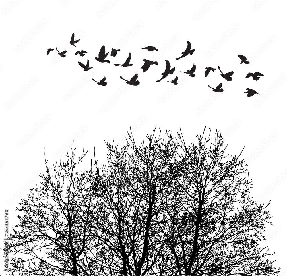 Silhouette flying birds and silhouette tree illustration Stock ...