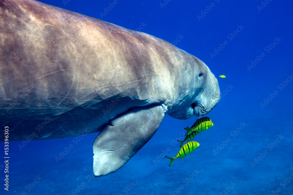 Dugong dugon (sea cow) floating in water column in Red Sea near Marsa ...