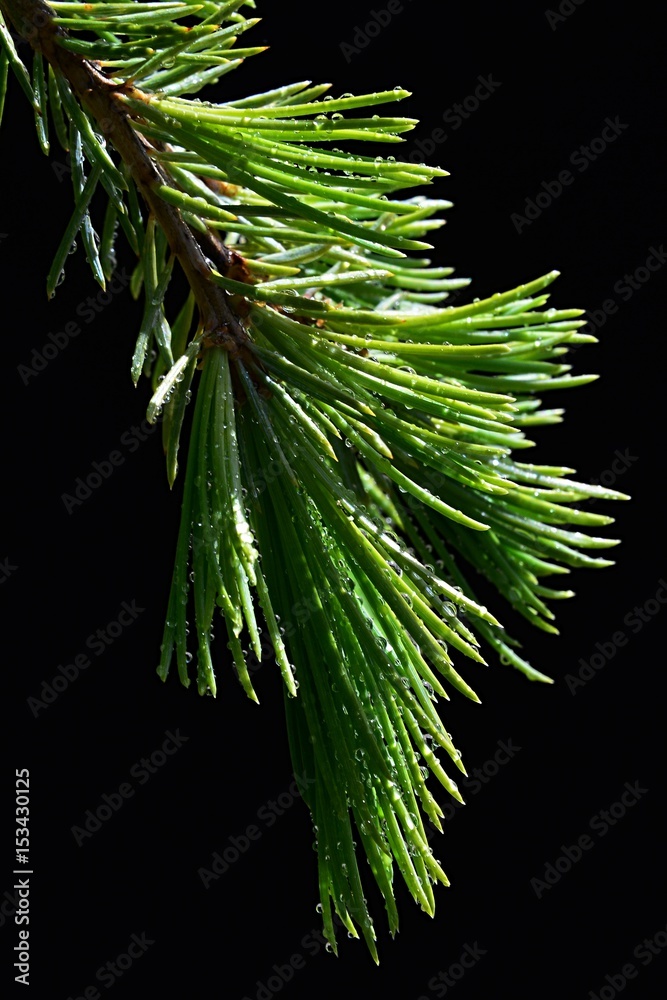 Fresh young branch of Deodar cedar Cedrus Deodara with water drops on ...