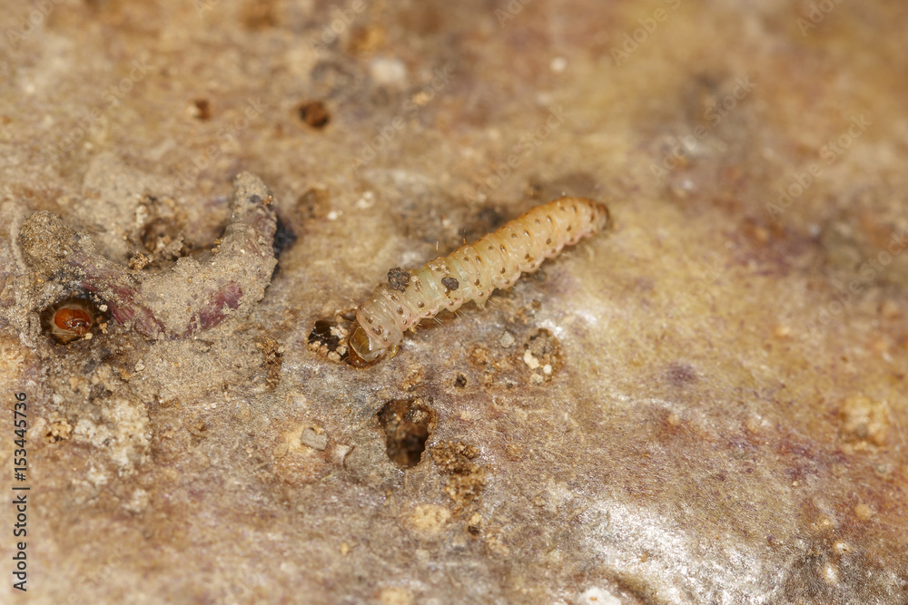 Larvae of Central American potato tuberworm (Guatemalan potato moth ...