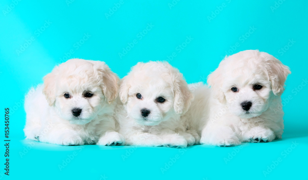 Three Cute Puppies