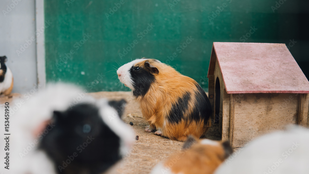 Guinea pigs in a cage close-up. Life of Guinea pigs in natural ...
