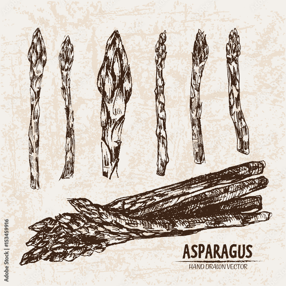 Digital vector detailed line art asparagus vegetable hand drawn retro ...