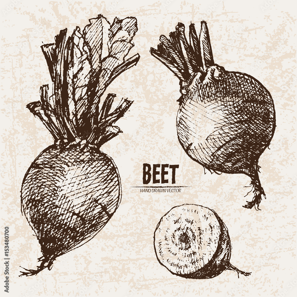 Digital vector detailed line art beet vegetable hand drawn retro ...