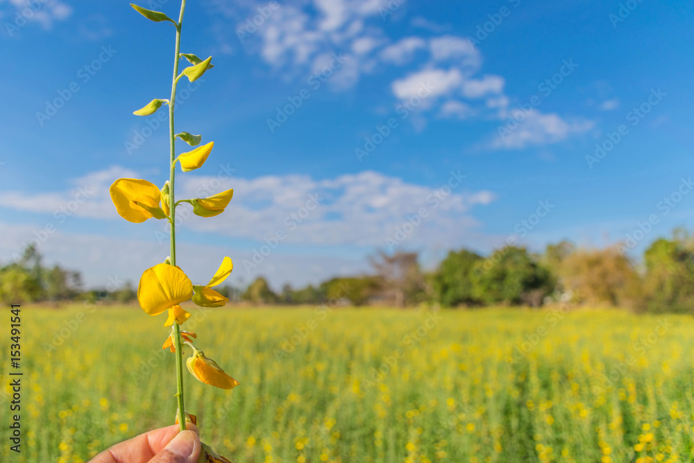 Soft focus Sunn hemp,Indian hemp,Madras hemp,Chanvre indien,Crotalaria ...