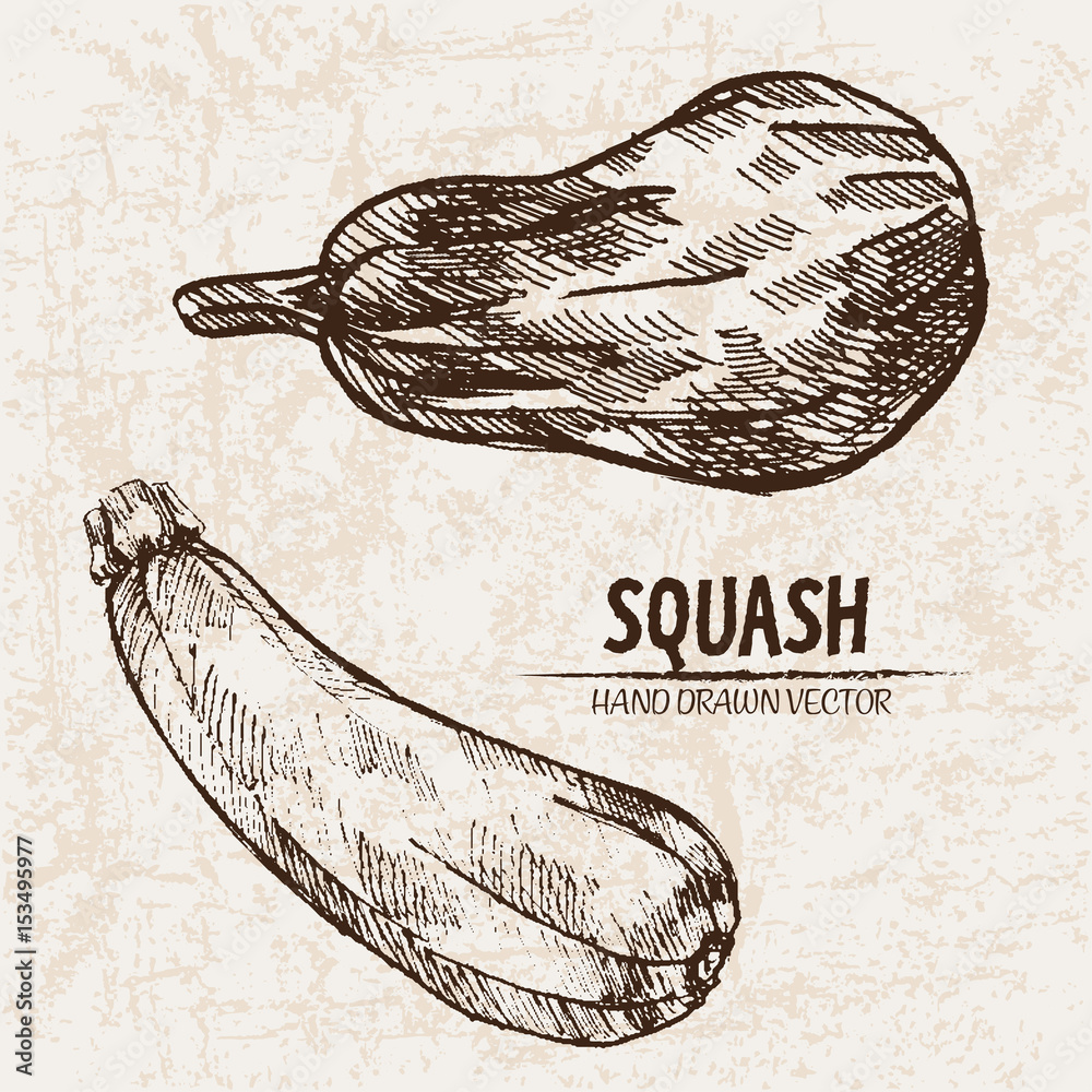 Squash Vegetable Drawing