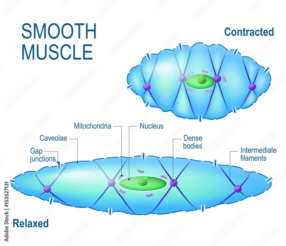 smooth muscle cell. Stock Vector | Adobe Stock