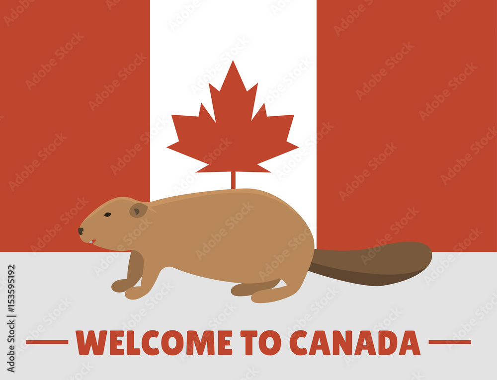 Brown beaver animal character mammal on canada red white flag ...