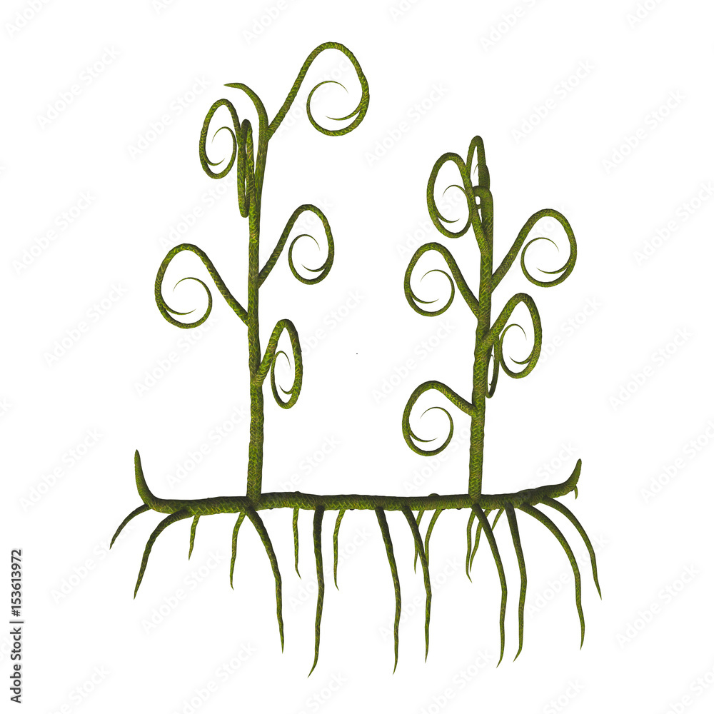 Asteroxylon sp Plants - Asteroxylon was one of the earliest lycopods ...