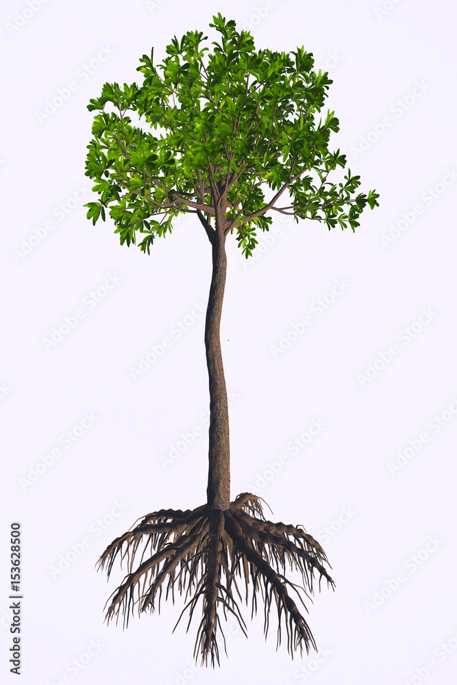 Glossopteris sp Tree - Glossopteris was a seed plant tree that lived in ...