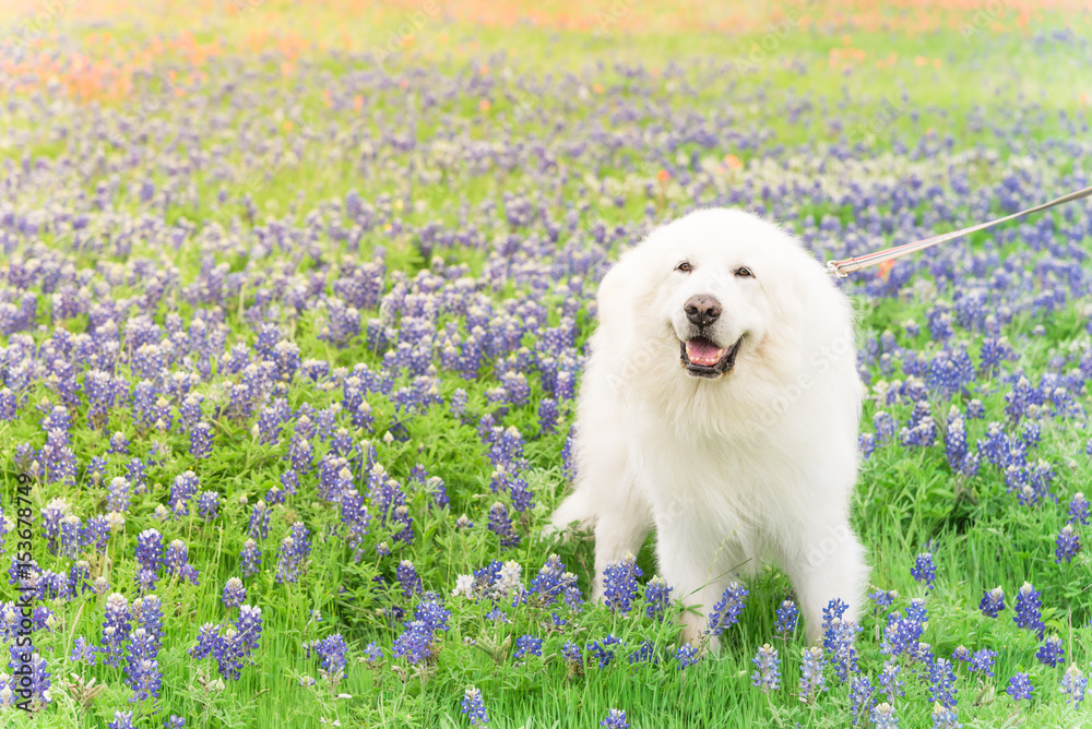 Big Fluffy White Dog Breeds