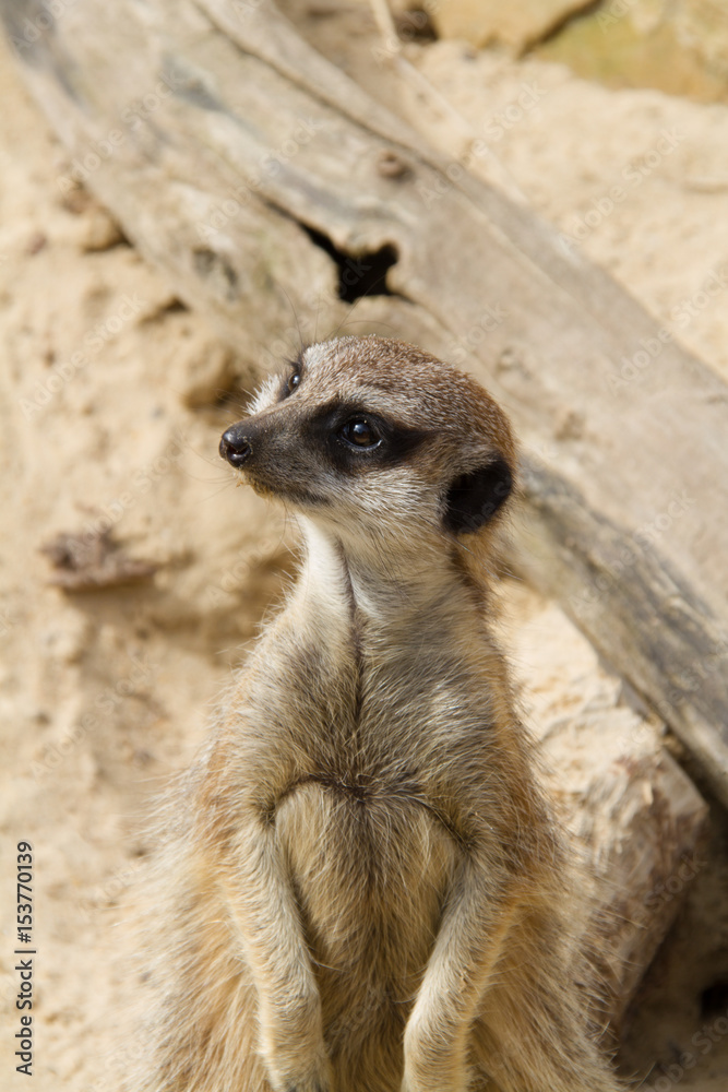 suricate Stock Photo | Adobe Stock