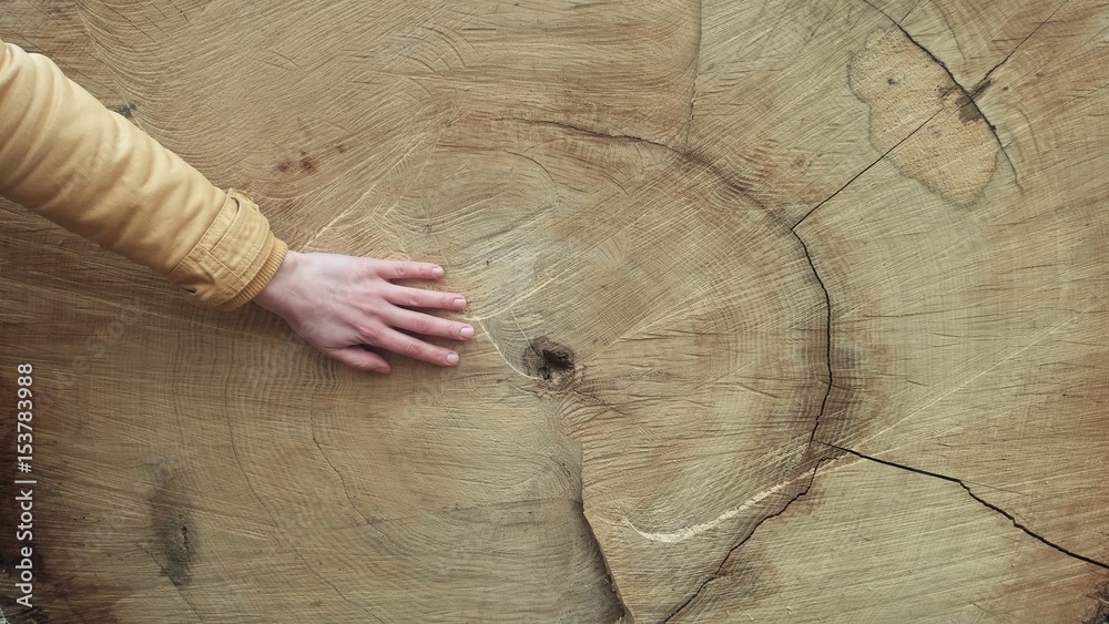 Human hand on a trunk cut of a big old tree Stock Photo | Adobe Stock