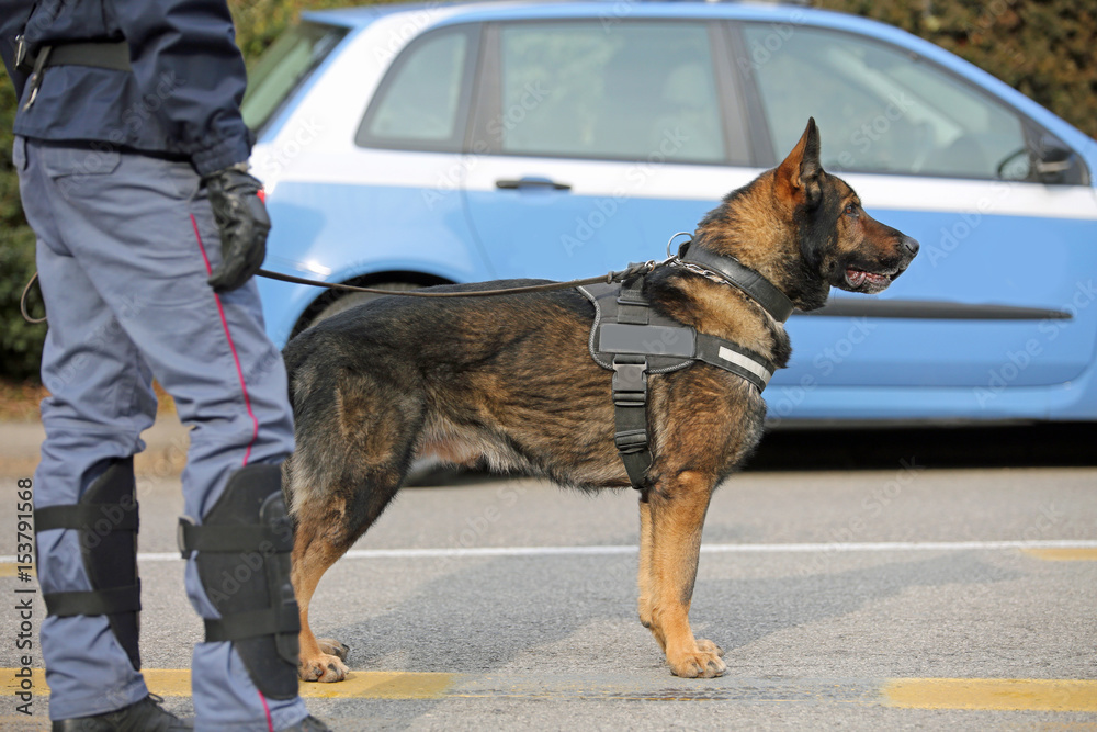 Dog Canine Unit of the police for the detection of explosive material ...