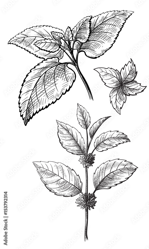 Peppermint Plant Drawing