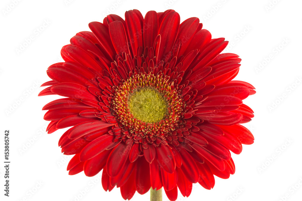 Gerbera rossa Stock-Foto | Adobe Stock