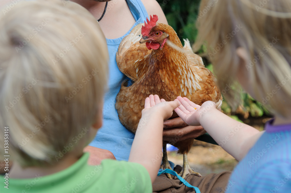 A chicken sitting on a man's arm is feeded by a boy and a girl Photos ...