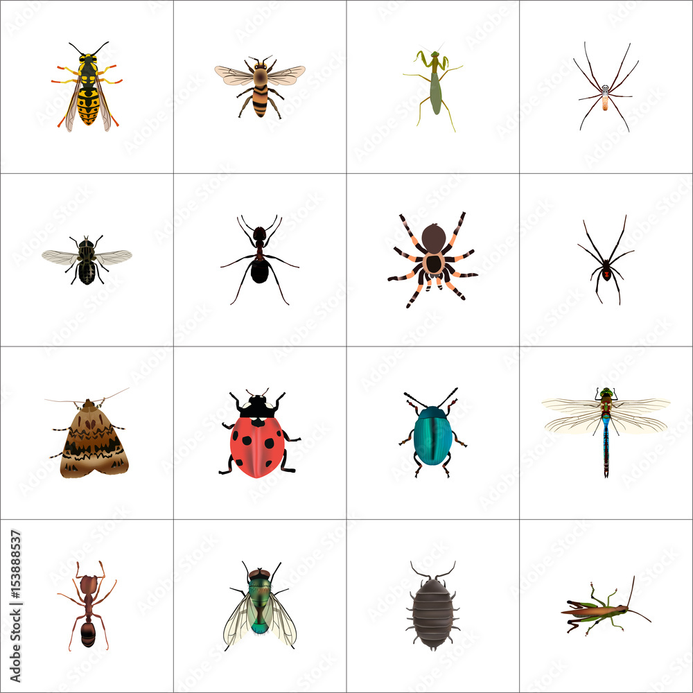 Realistic Bug, Ant, Tarantula And Other Vector Elements. Set Of Bug ...