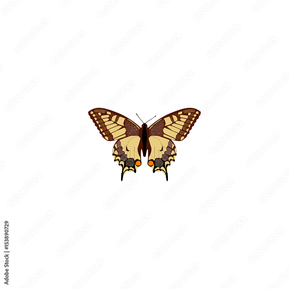 Realistic Checkerspot Element. Vector Illustration Of Realistic Tiger ...