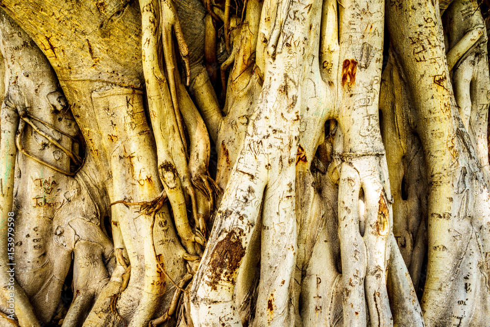 Trunk and air roots of a Banyan Tree carved with names and love ...