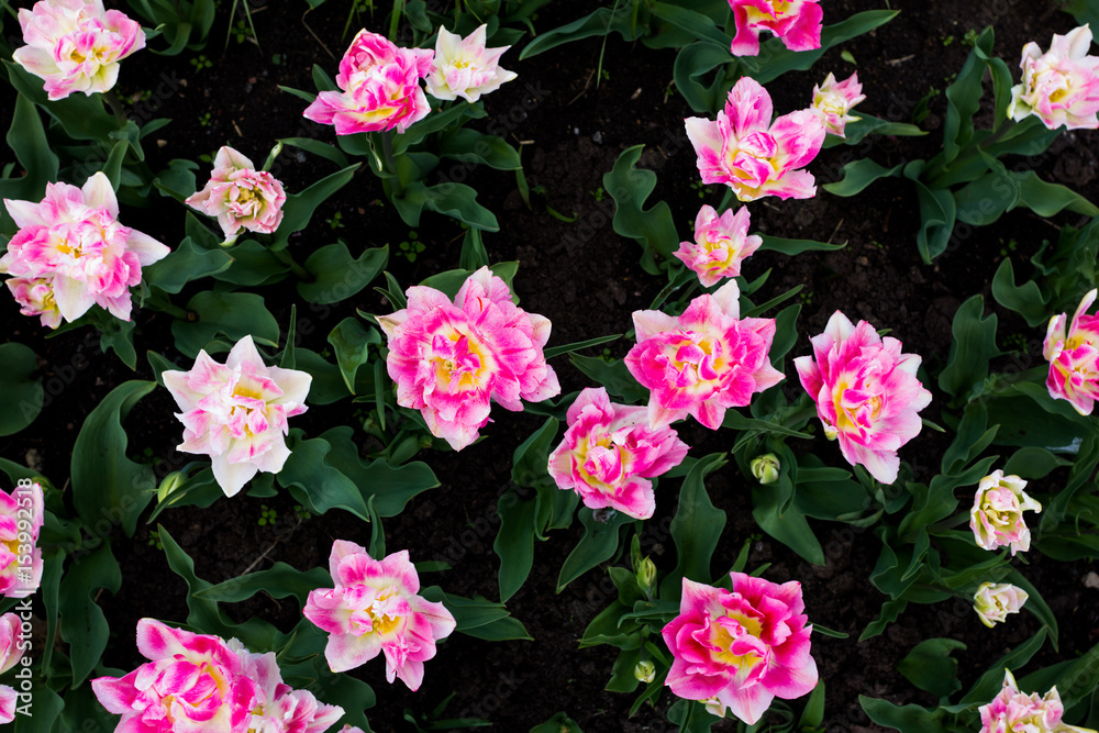 Pink and white tulips. Stock Photo | Adobe Stock