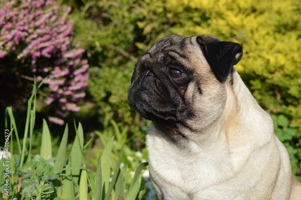 Carlin Stock Photo | Adobe Stock