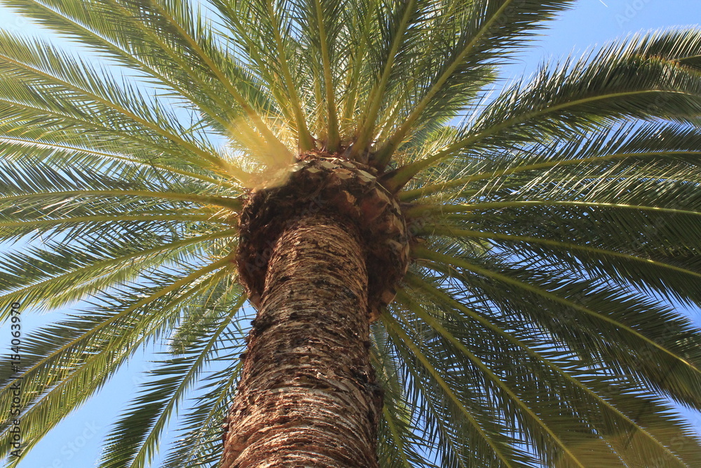 Palm Tree Stock Photo | Adobe Stock