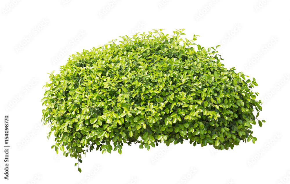 Bush isolated on white background Stock Photo | Adobe Stock