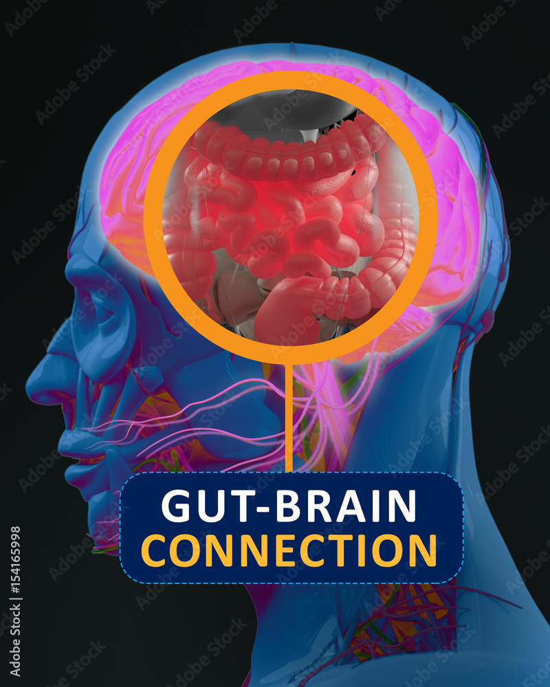 Gut-brain connection or gut brain axis. Concept art showing a ...