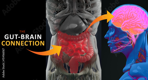 Gut Brain Connection Or Gut Brain Axis Concept Art Showing A