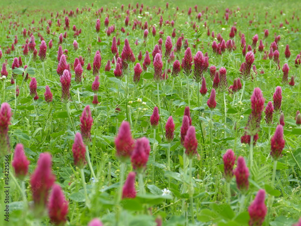 Roter Klee feld blühende langform grün Stock Photo | Adobe Stock