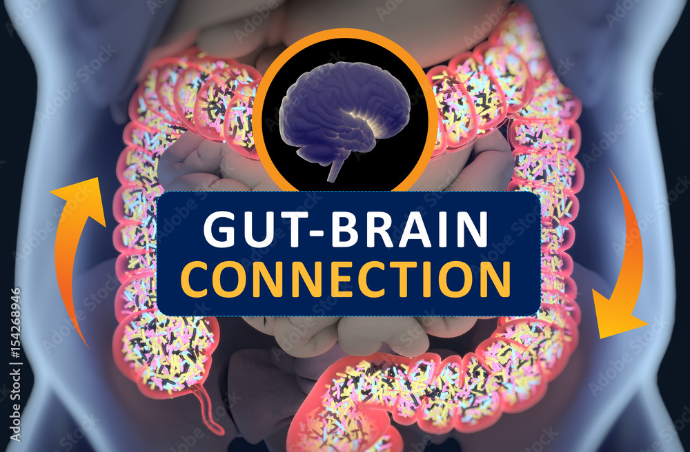 Gut-brain connection or gut brain axis. Concept art showing a ...