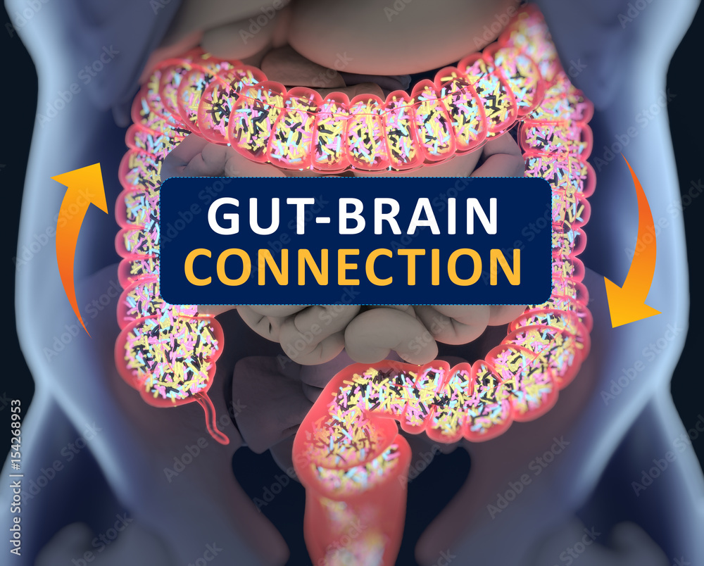 Gut Brain Connection Or Gut Brain Axis Concept Art Showing A