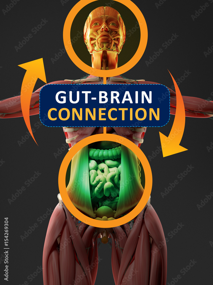 Gut Brain Connection Or Gut Brain Axis Concept Art Showing A