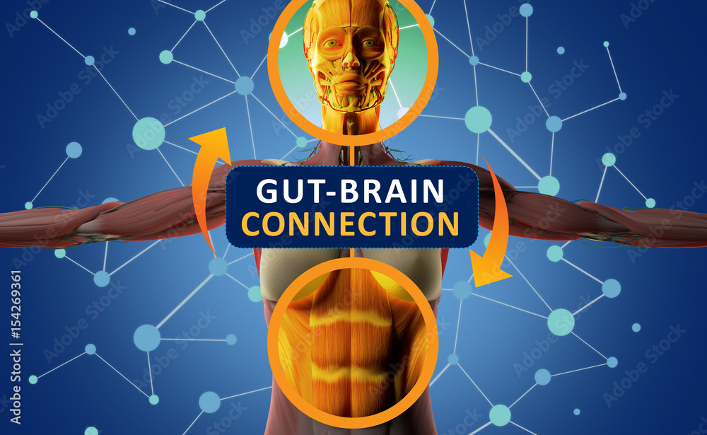 Gut Brain Connection Or Gut Brain Axis Concept Art Showing A