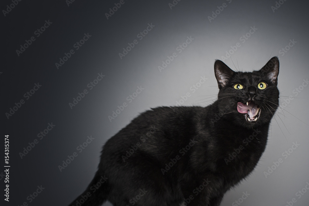 Why Do Some Cats Have Black Lips | Lipstutorial.org