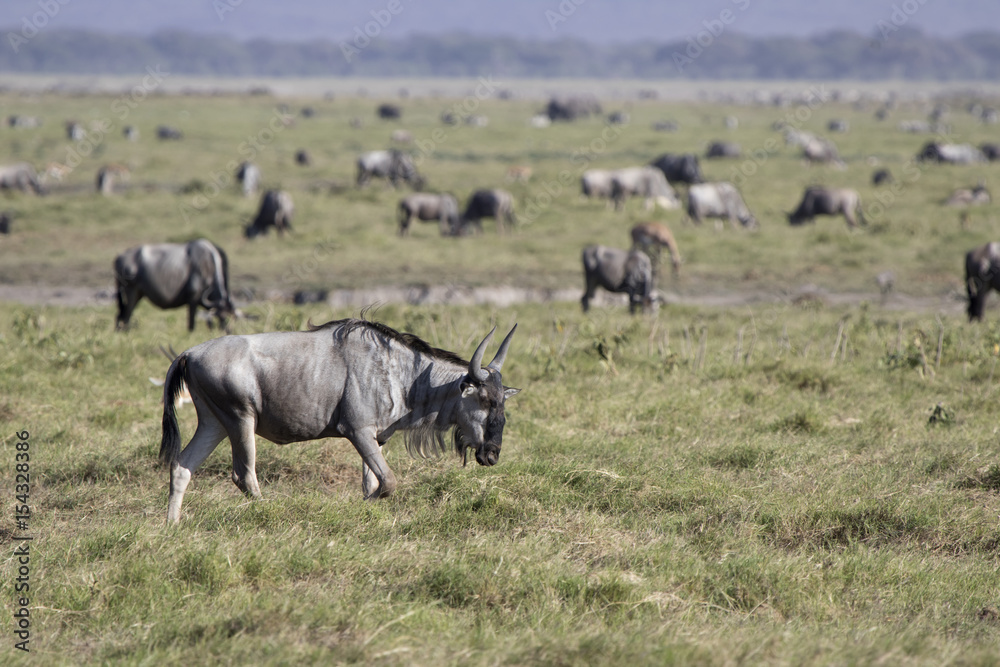 young wildebeest antelope walking along the savanna against the ...
