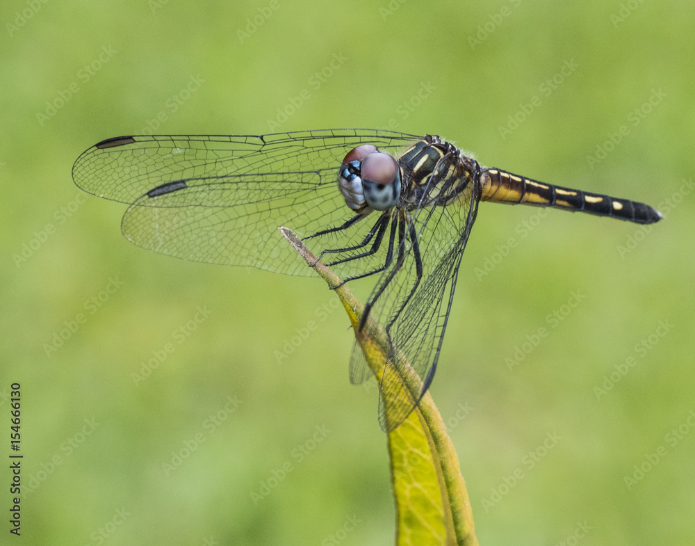 Female blue dasher dragonfly with a red, blue, and white face and gold ...