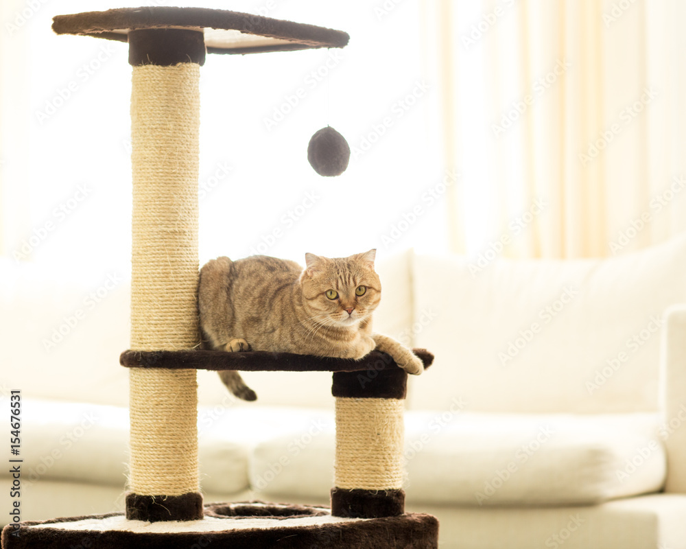 Cat sitting on a scratching post, on living room background. Stock ...