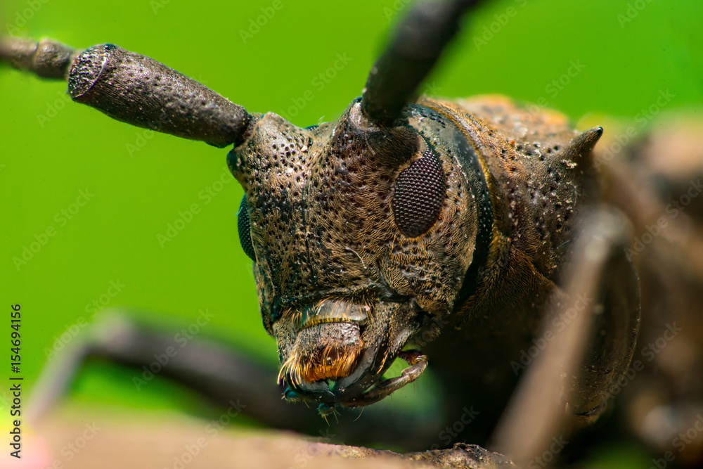 Cerambycidae Face