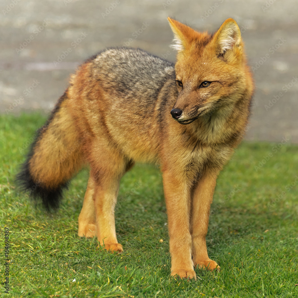 A young male Red Fox (Vulpes Vulpes). Animal in the nature habitat ...