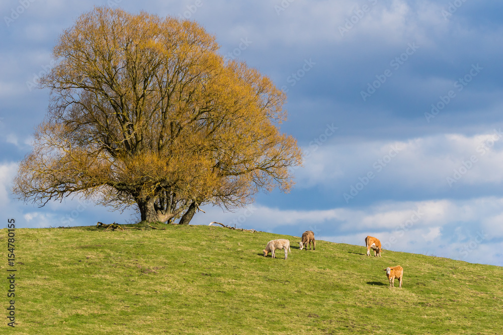 Kor som går och betar på en kulle med ett stort träd på toppen Stock ...