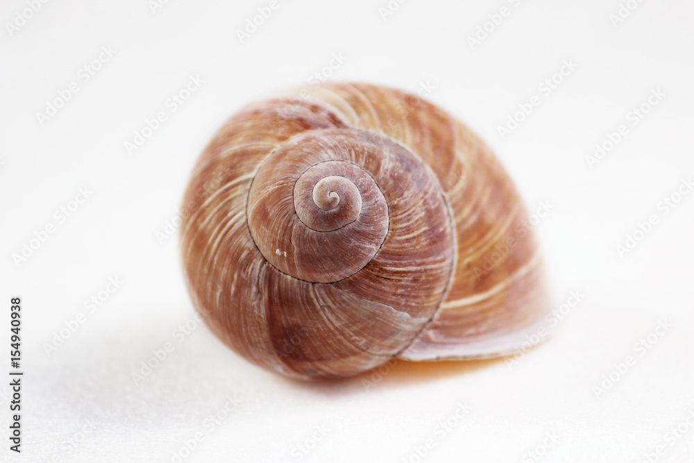 Arianta arbustorum is a medium-sized species of land snail, sometimes ...