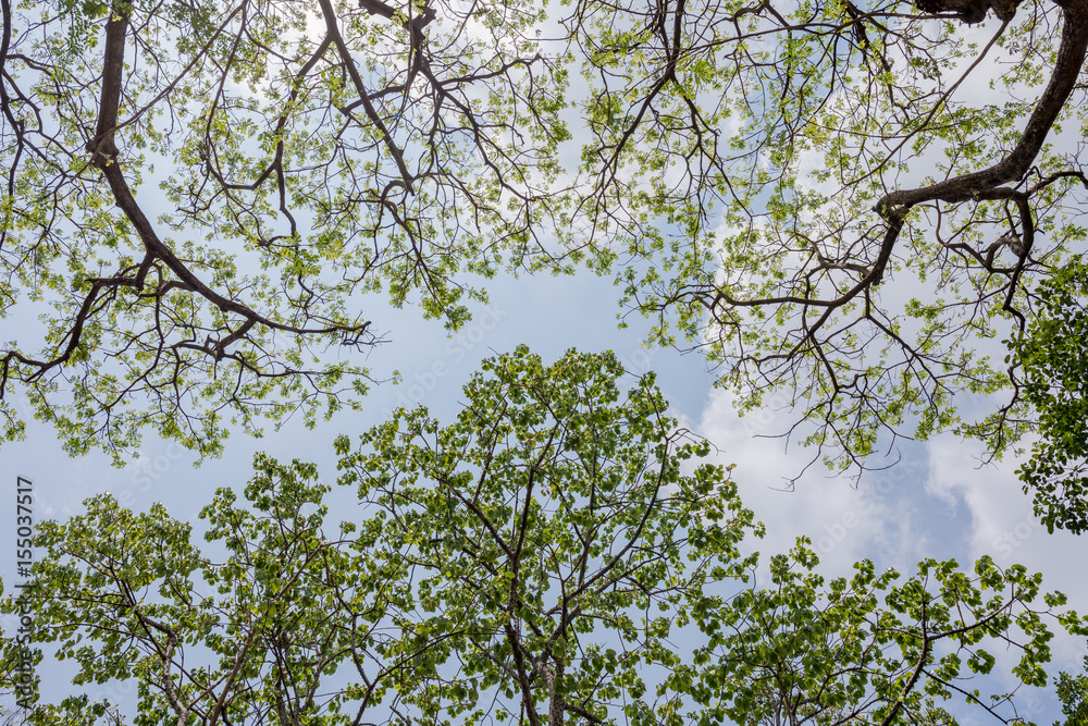 Crown Shyness Trees In Park Of Thailand. Stock Photo | Adobe Stock