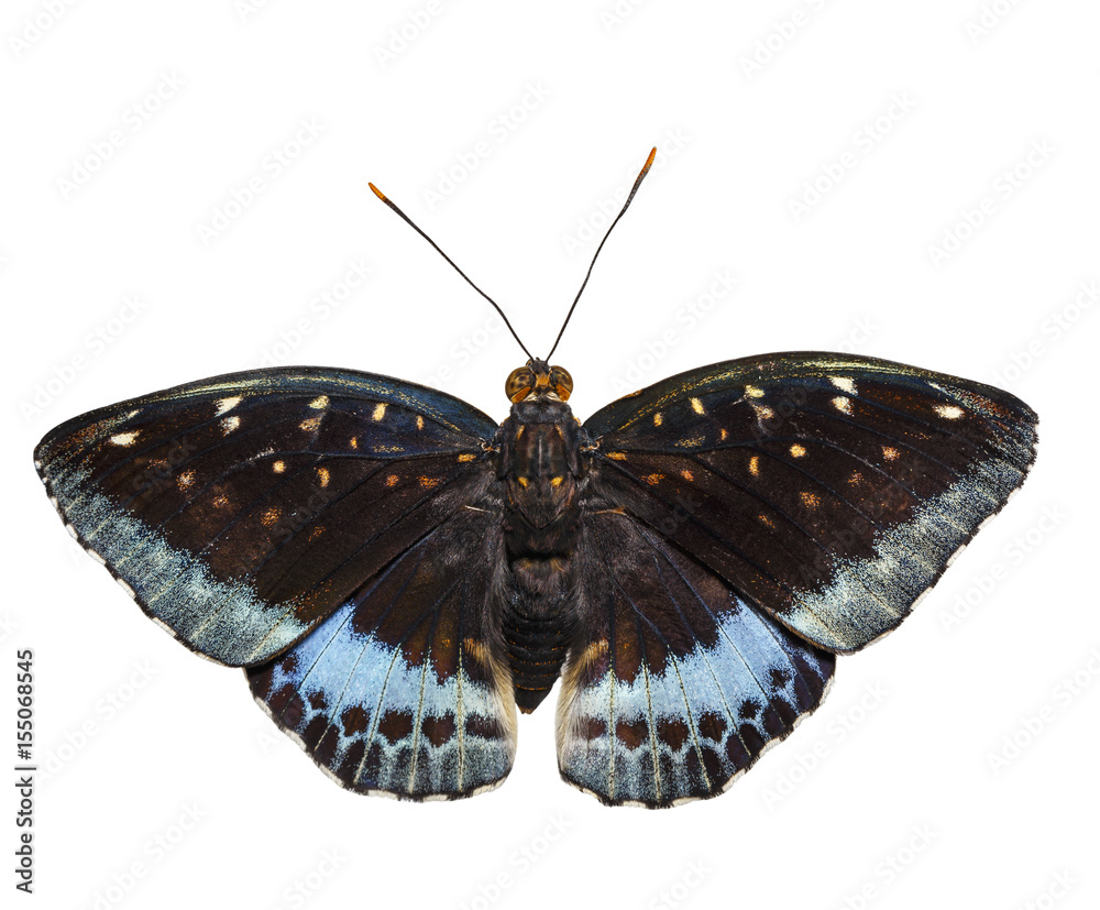 Foto de Isolated dorsal view of male Common Archduke butterfly ( Lexias ...
