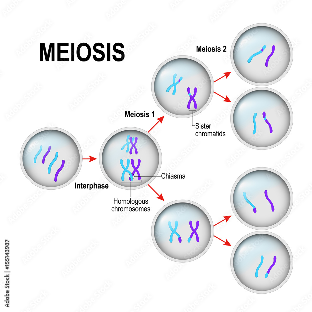 Meiosis. Cell division Stock Vector | Adobe Stock