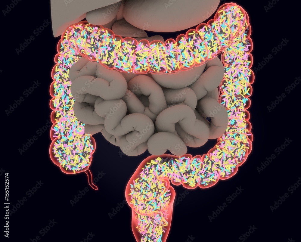 Inside Large Intestine