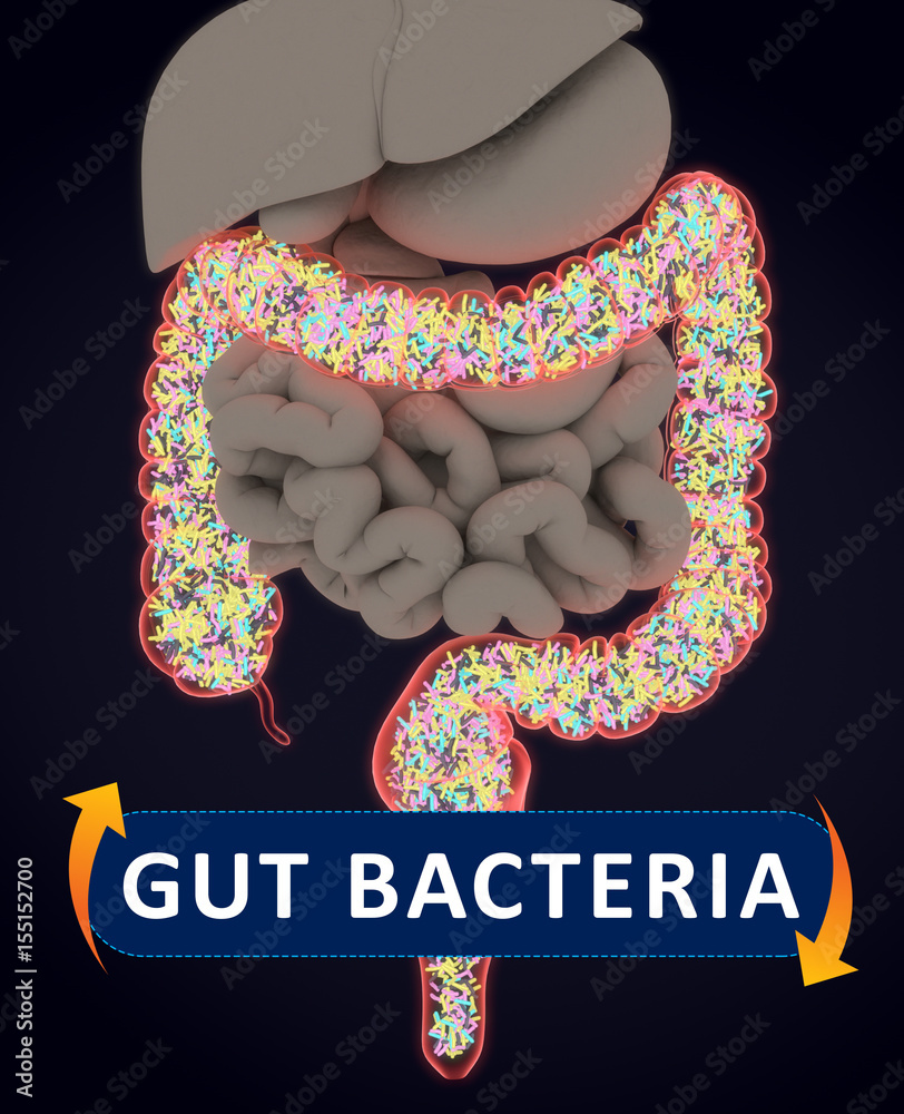 Gut bacteria, microbiome. Bacteria inside the large intestine, concept ...