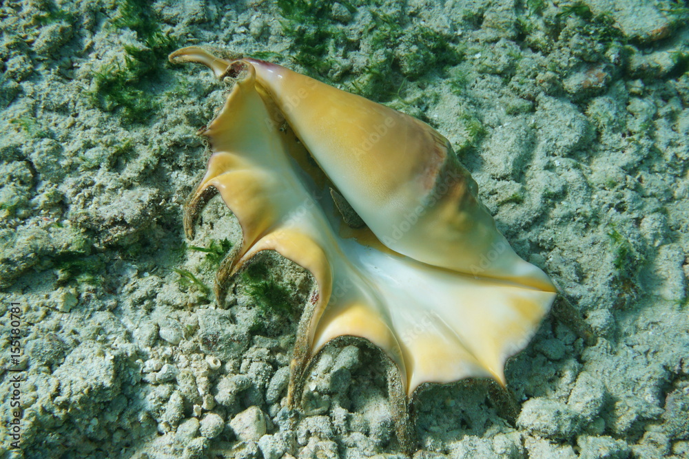 A giant spider conch shell, Lambis truncata, bottom part, marine ...