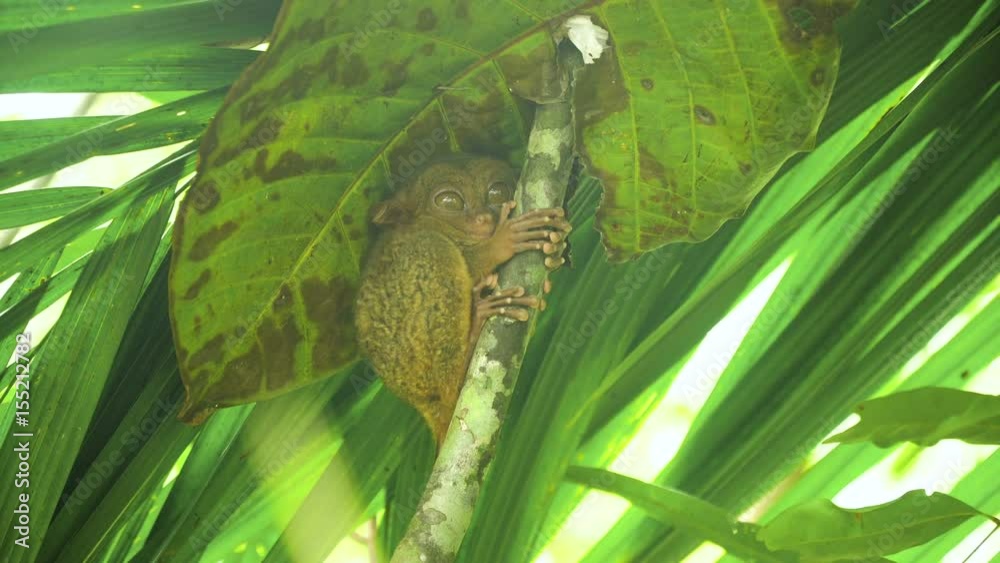 Tarsier on the tree. Tarsier sitting on a branch with green leaves, the ...